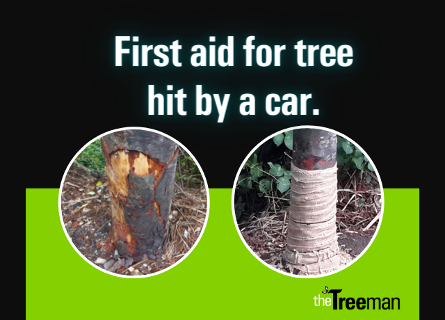 Ringbarking Damage on Trees.| The Treeman