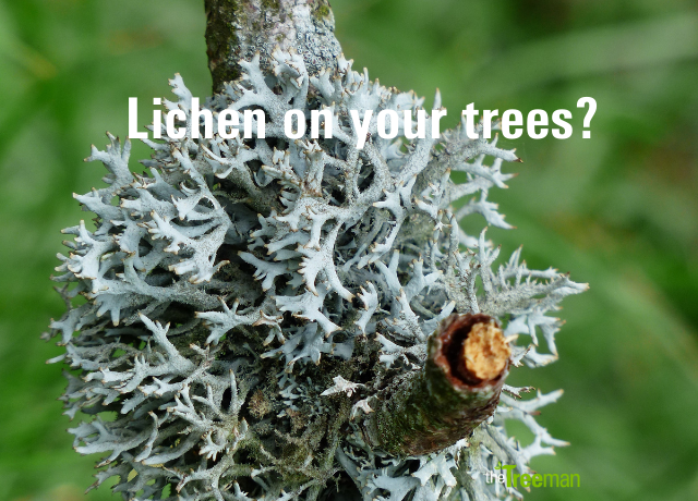 Lichen on your trees? - The Treeman Lichen on trees?