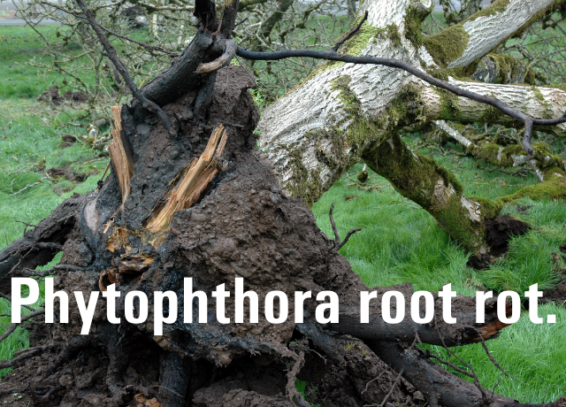Phytophthora? - The Treeman Root rot in trees.